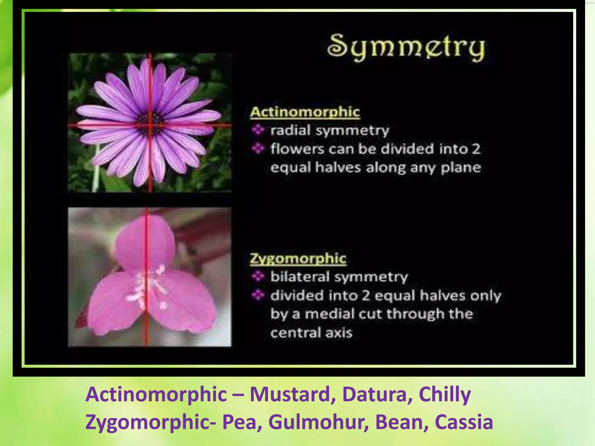 Morphology of flowering plants | PPTX