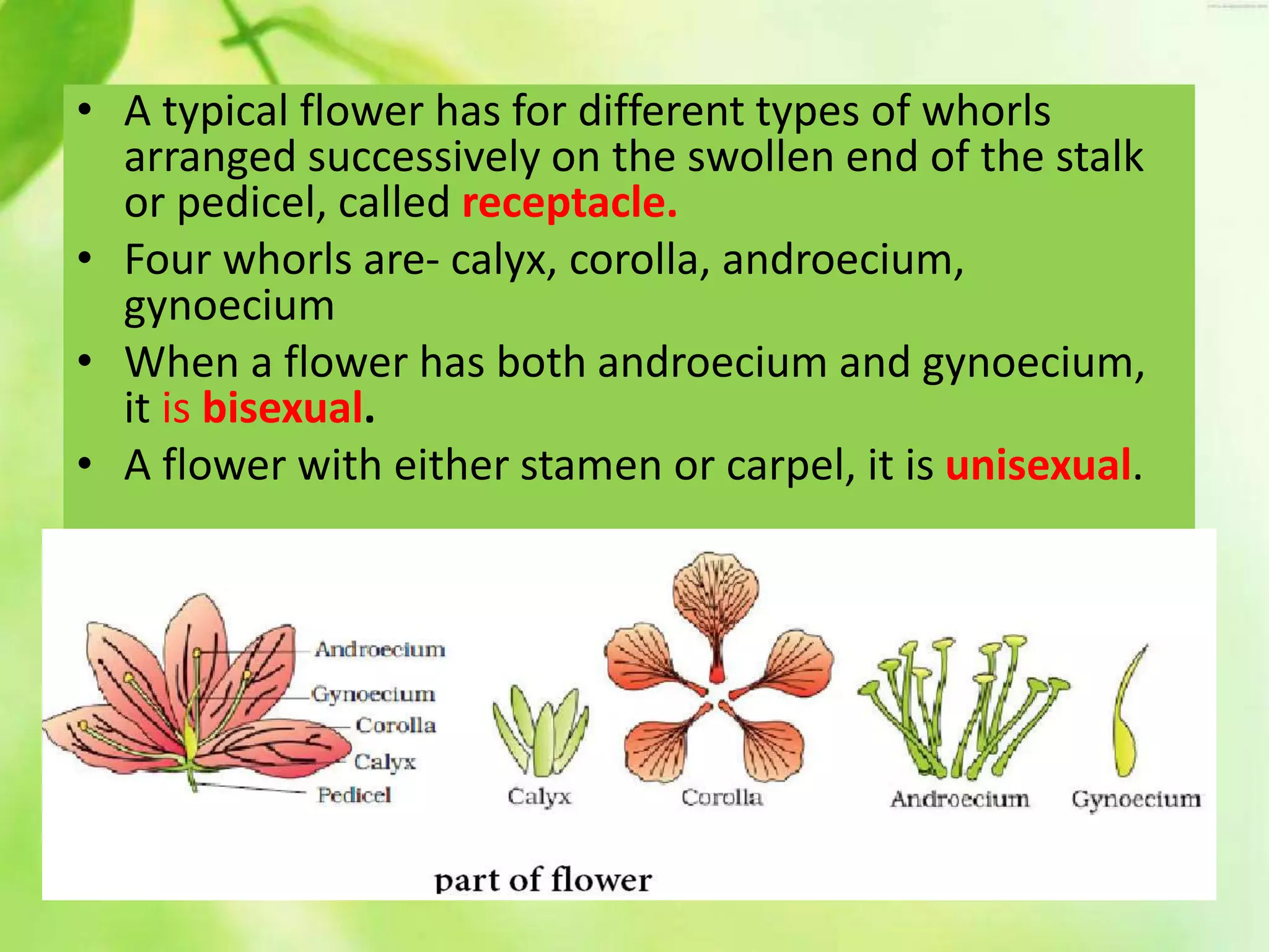 Morphology of flowering plants | PPTX
