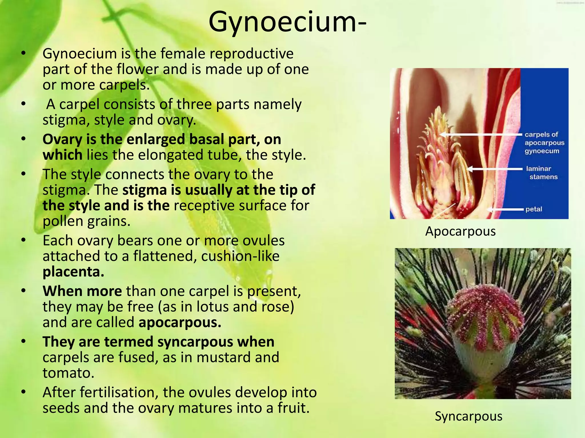 Morphology of flowering plants | PPTX