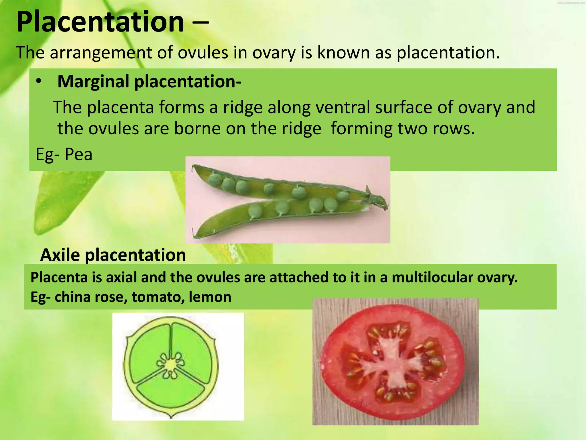 Morphology of flowering plants | PPTX