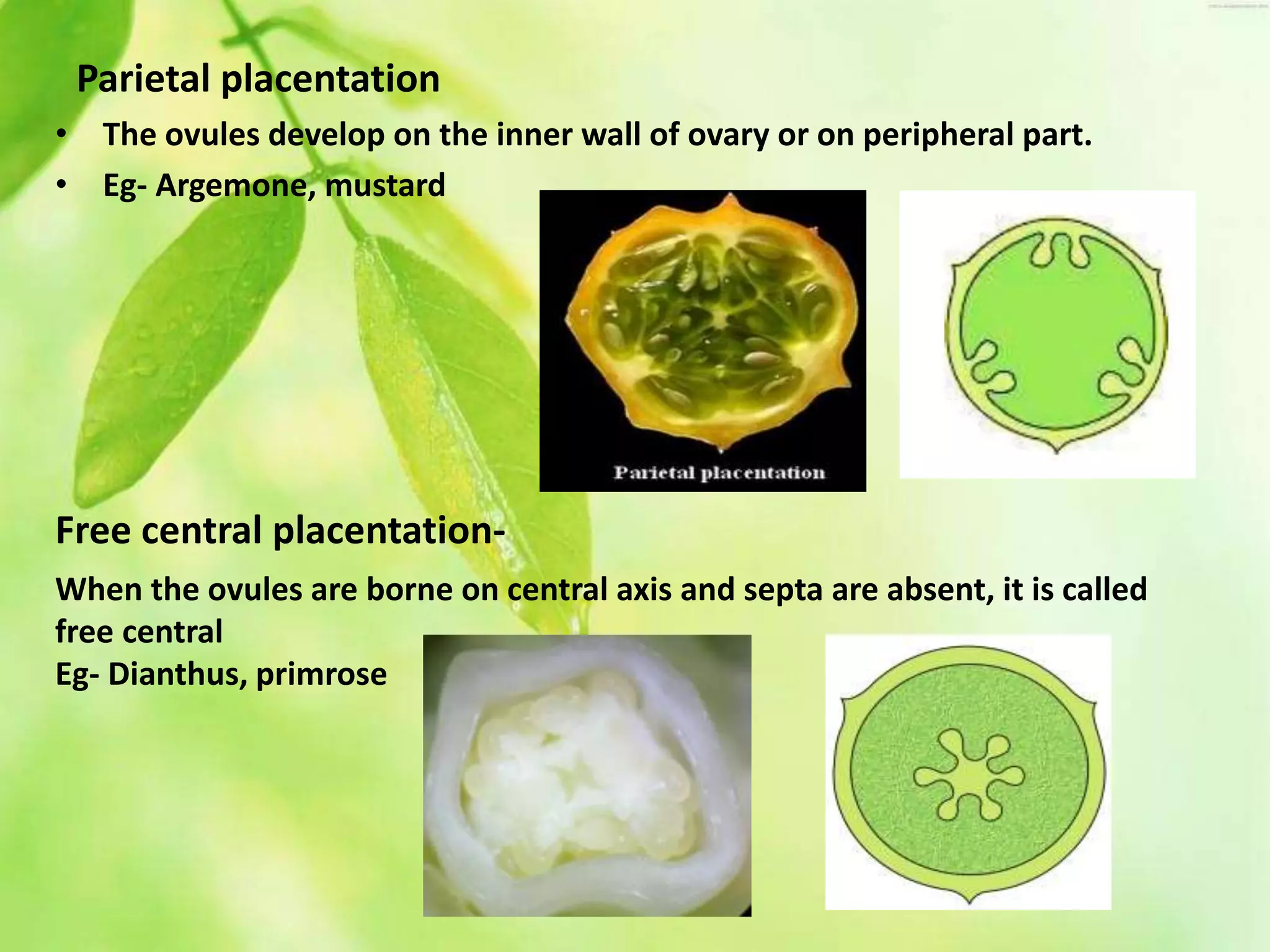 Morphology of flowering plants | PPTX