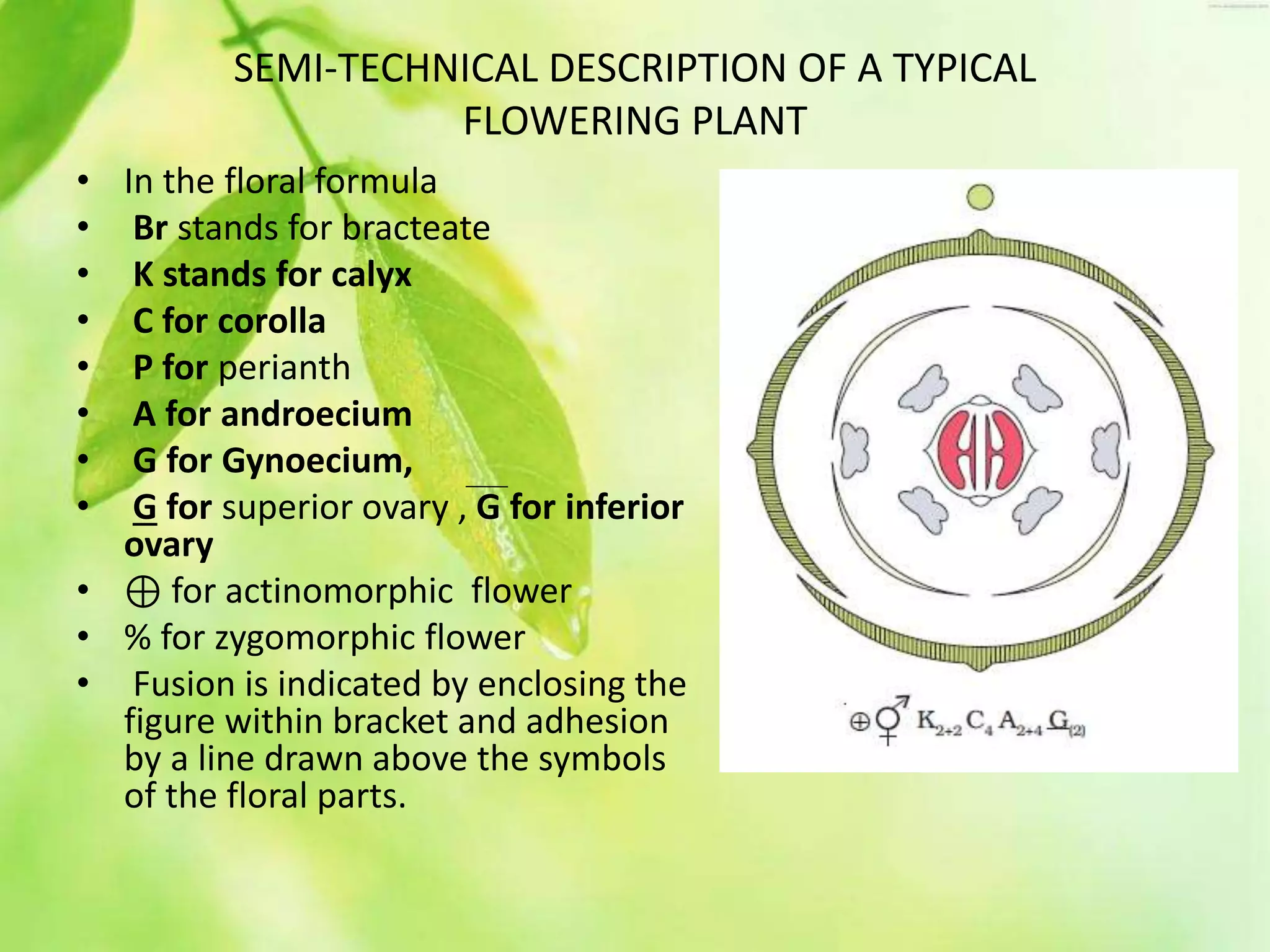 Morphology of flowering plants | PPTX