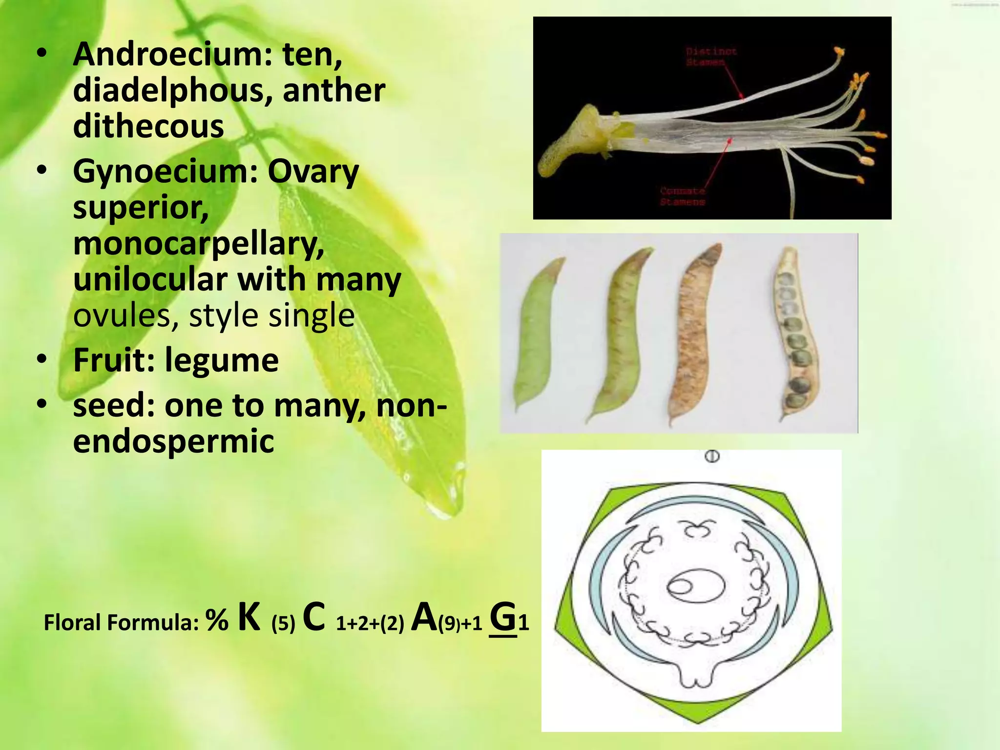 Morphology of flowering plants | PPTX