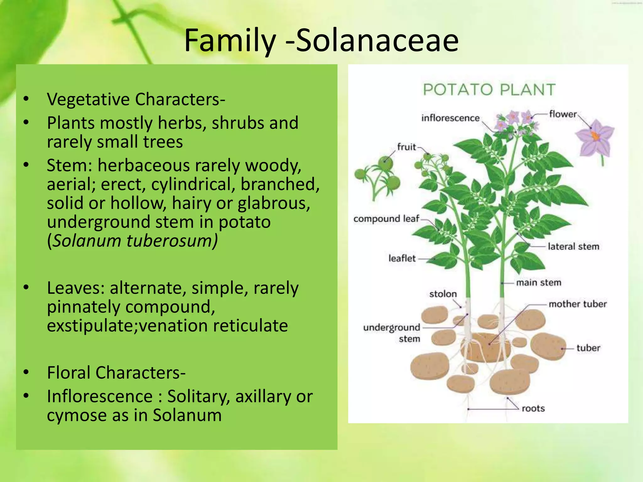 Morphology of flowering plants | PPTX