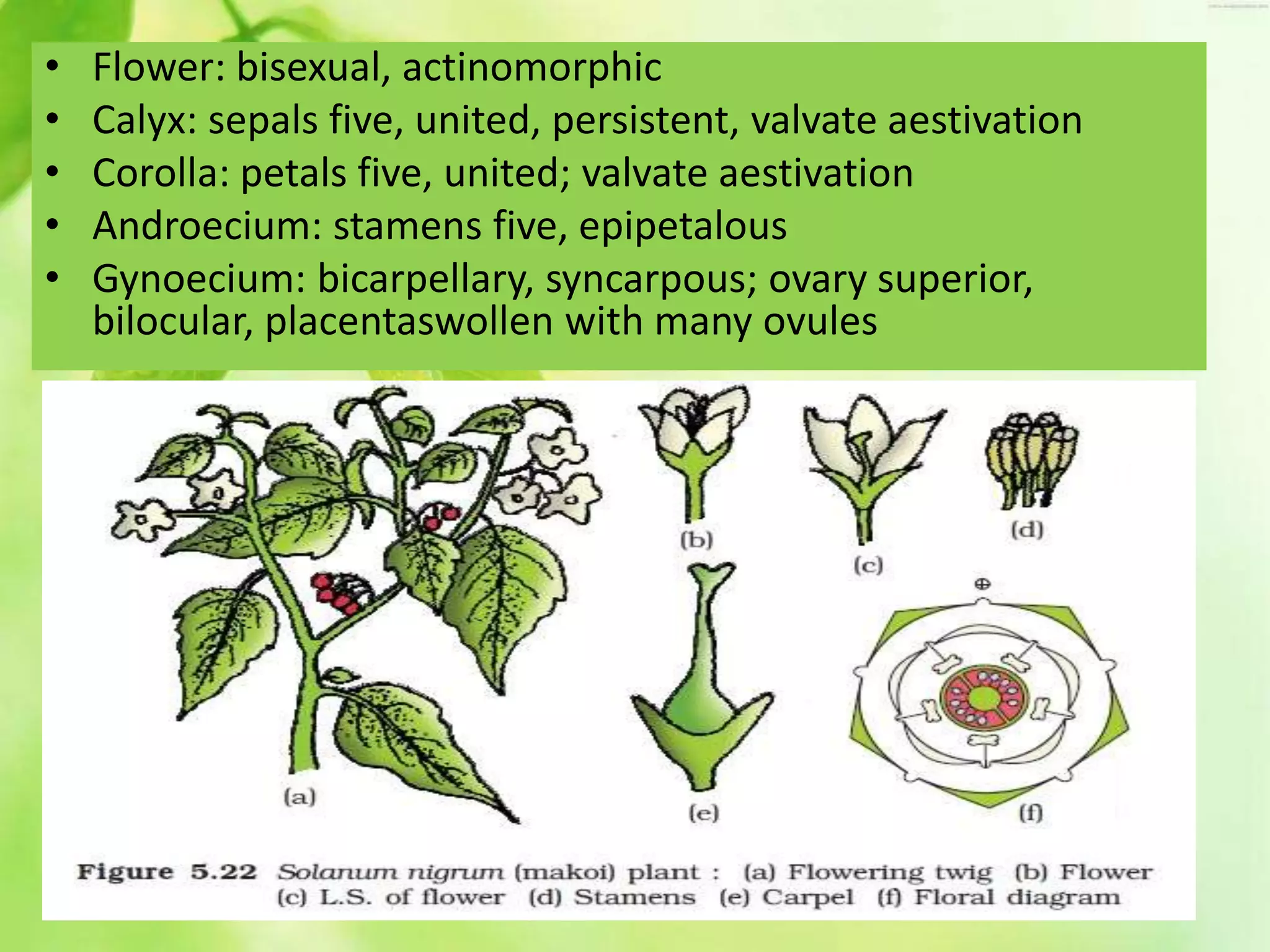 Morphology of flowering plants | PPTX