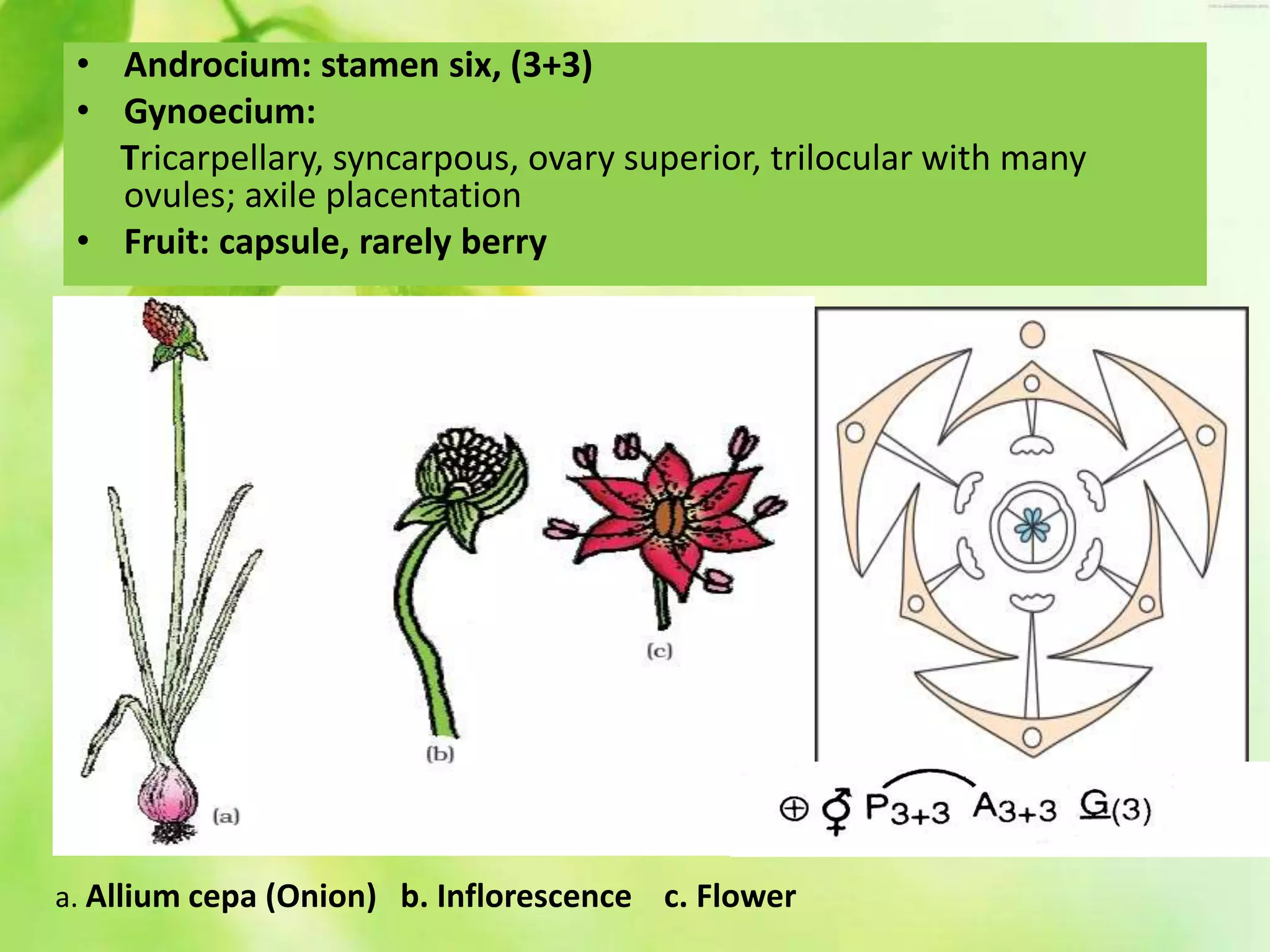 Morphology of flowering plants | PPTX