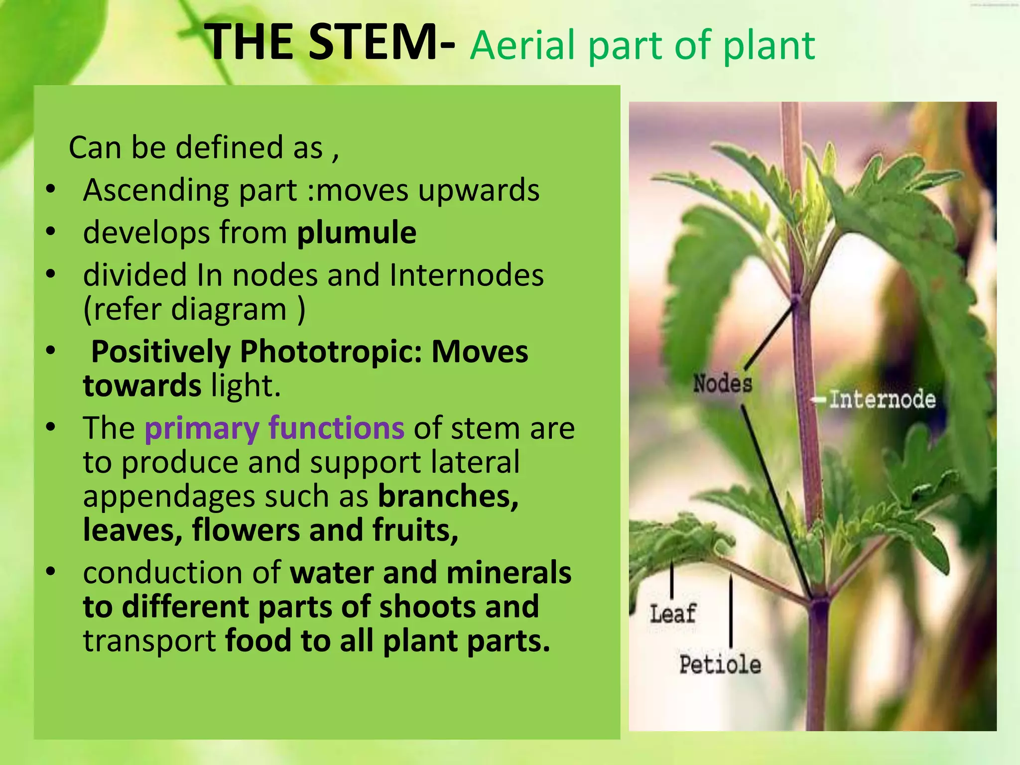 Morphology of flowering plants | PPTX