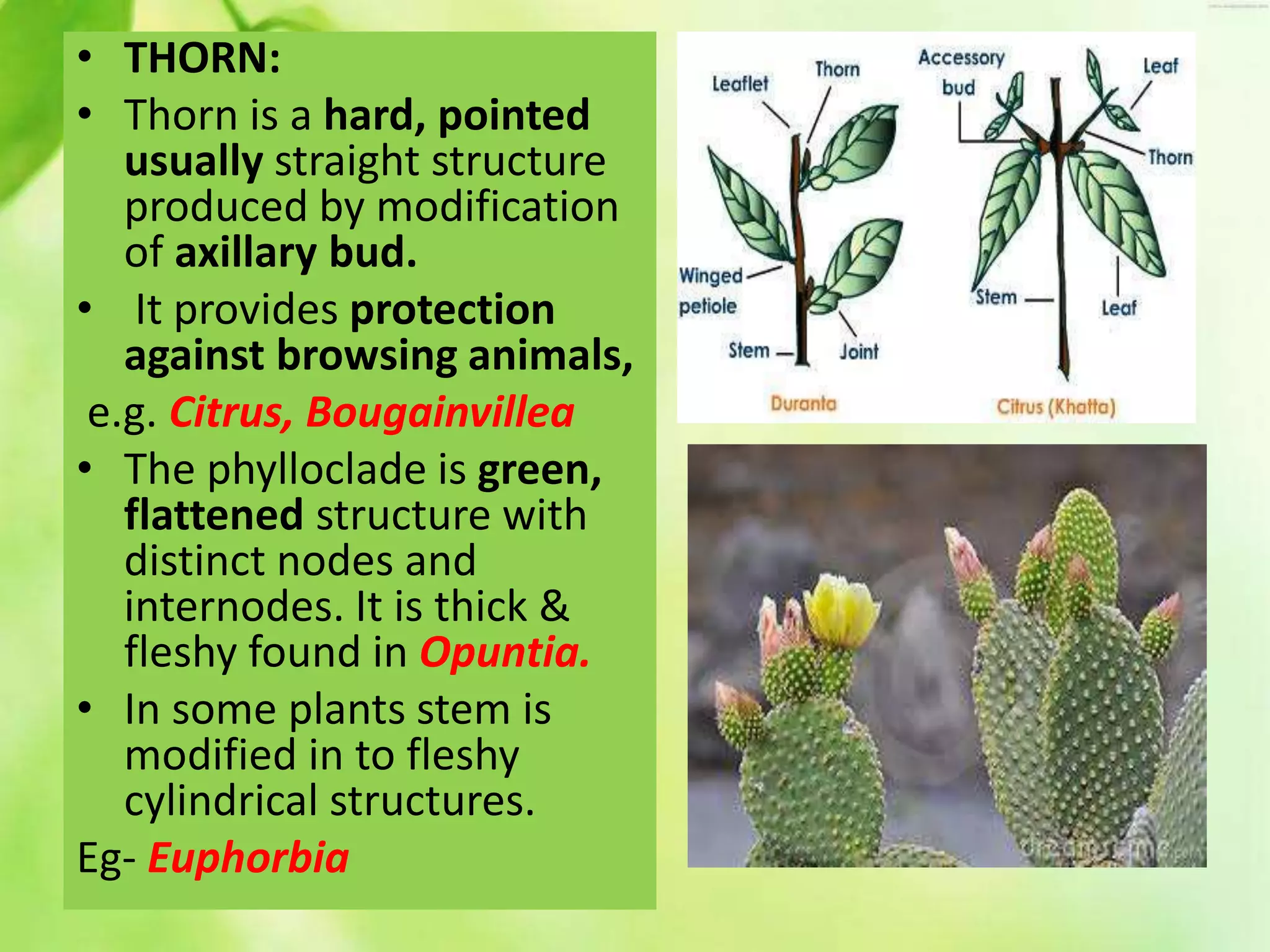 Morphology of flowering plants | PPTX