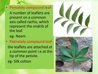 Morphology of flowering plants | PPTX