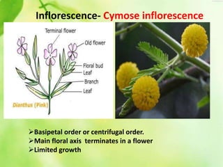 Morphology of flowering plants | PPTX