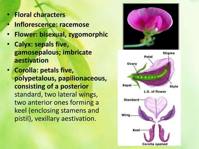 Morphology of flowering plants | PPTX