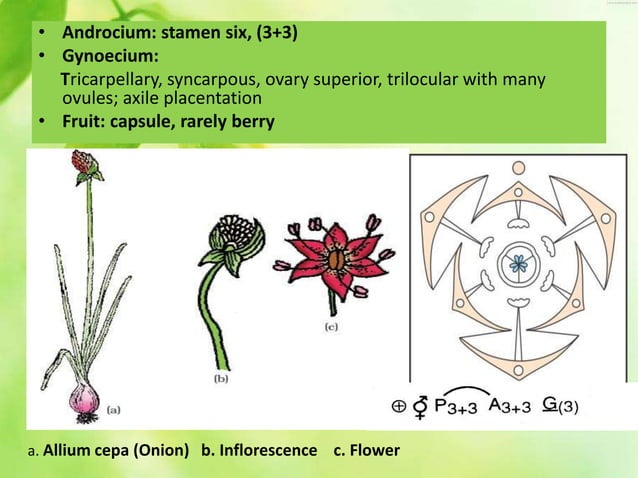 Morphology of flowering plants | PPTX