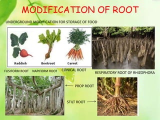 Morphology of flowering plants | PPTX