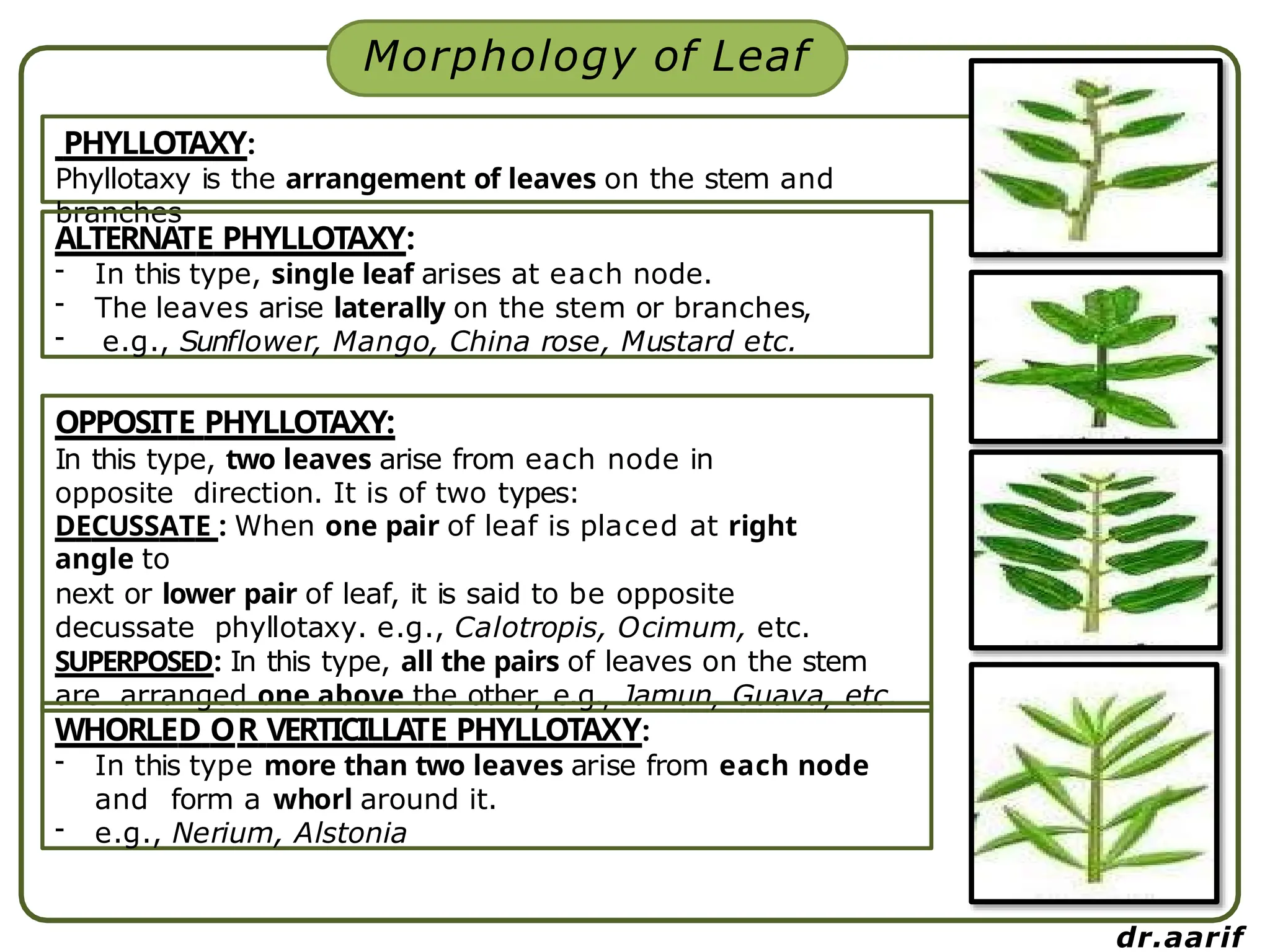 Morphology of flowering plants.pptx Biology | PPTX