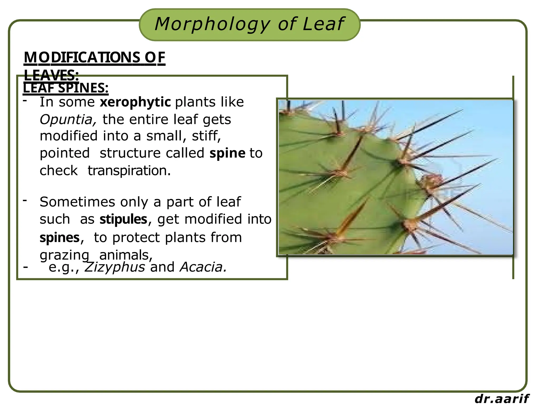 Morphology of flowering plants.pptx Biology | PPTX