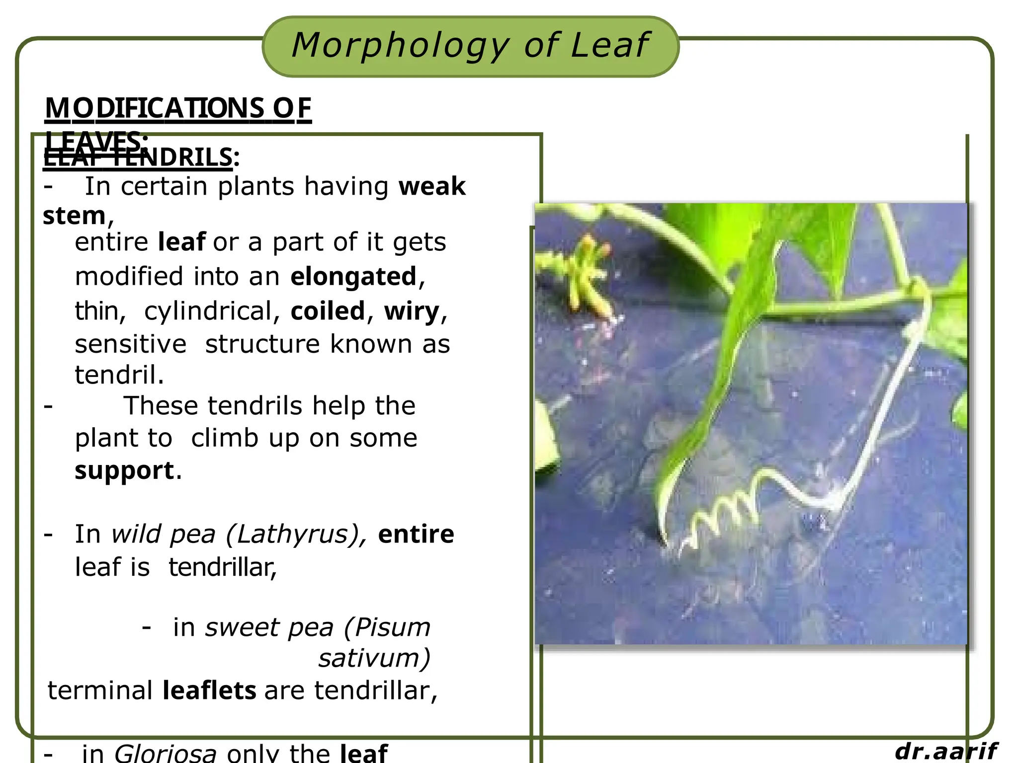 Morphology of flowering plants.pptx Biology | PPTX
