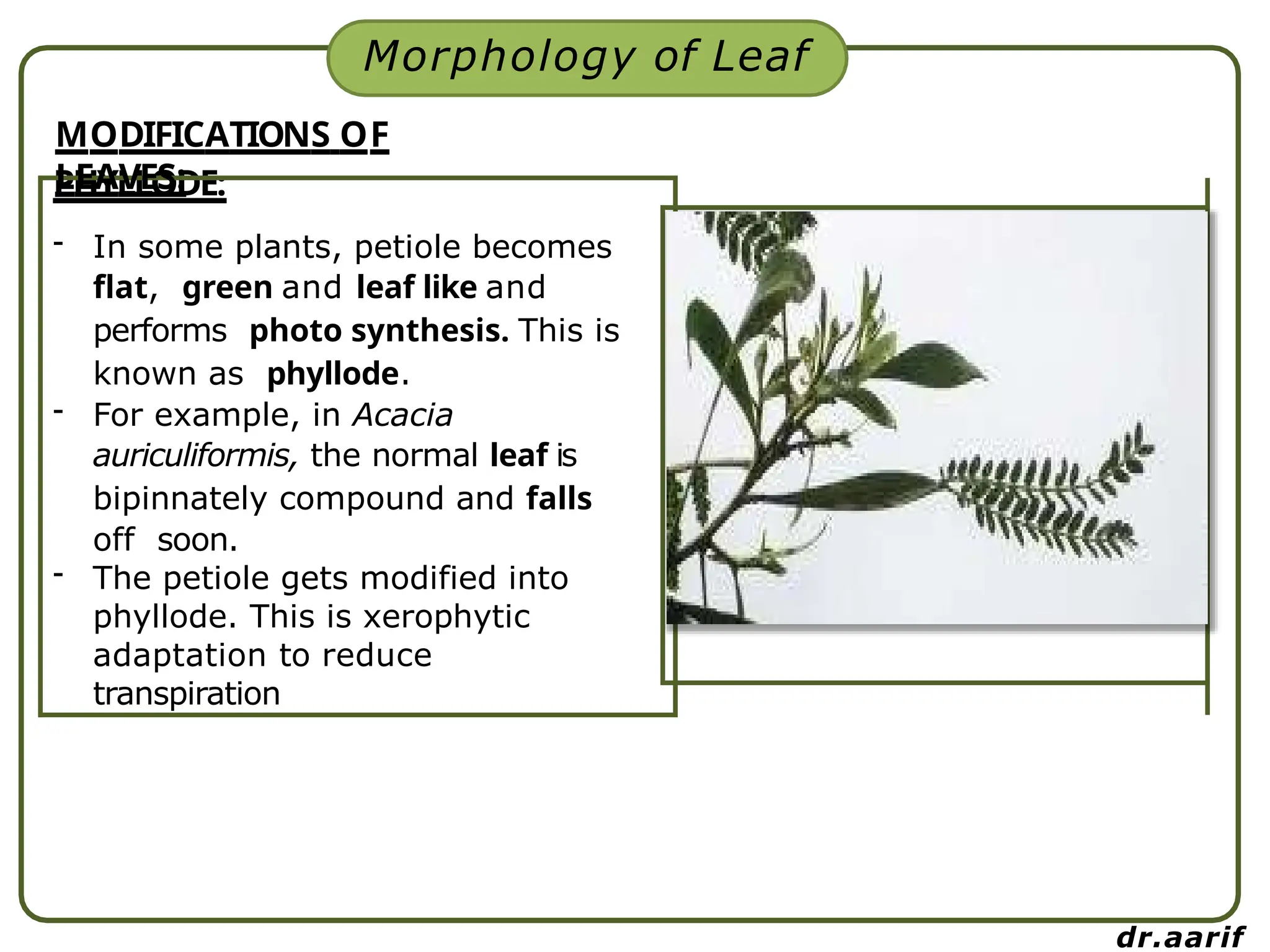Morphology of flowering plants.pptx Biology | PPTX