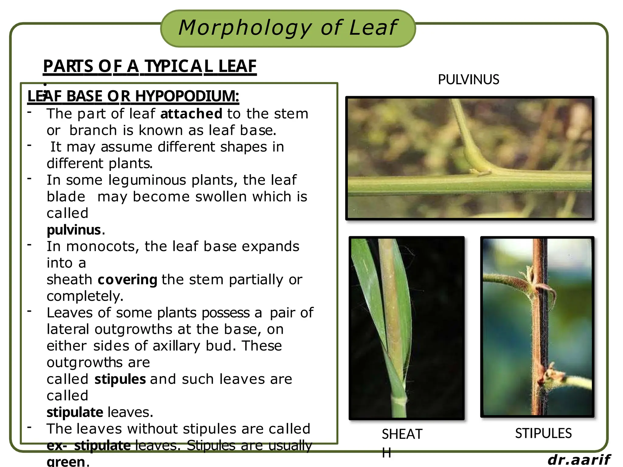 Morphology of flowering plants.pptx Biology | PPTX
