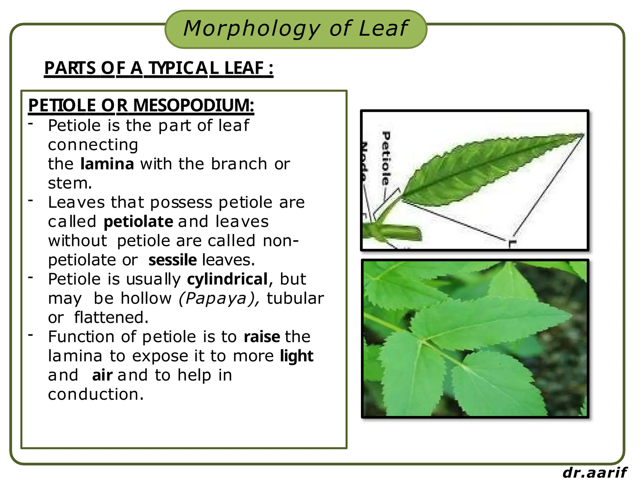 Morphology of flowering plants.pptx Biology | PPTX