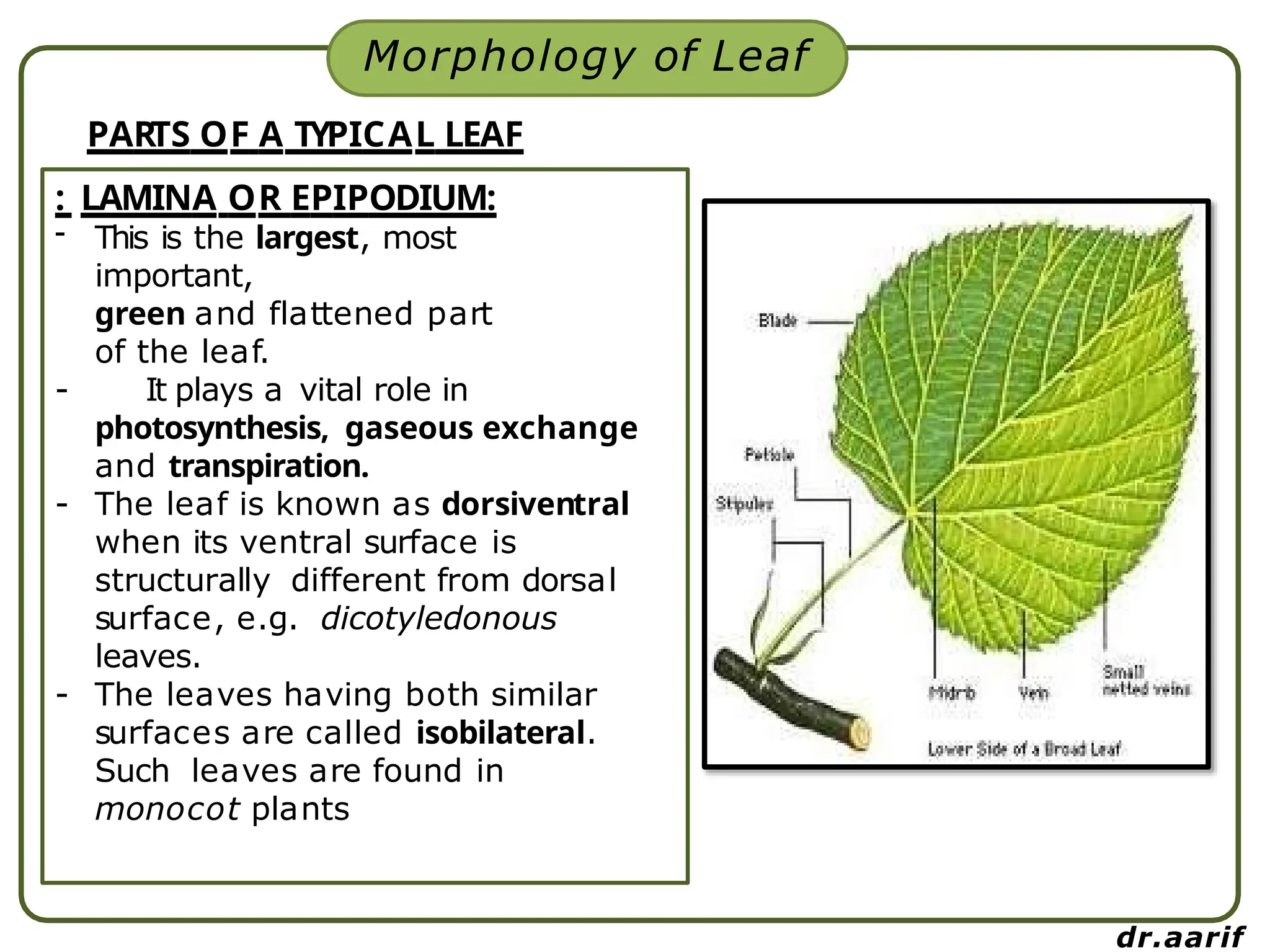 Morphology of flowering plants.pptx Biology | PPTX