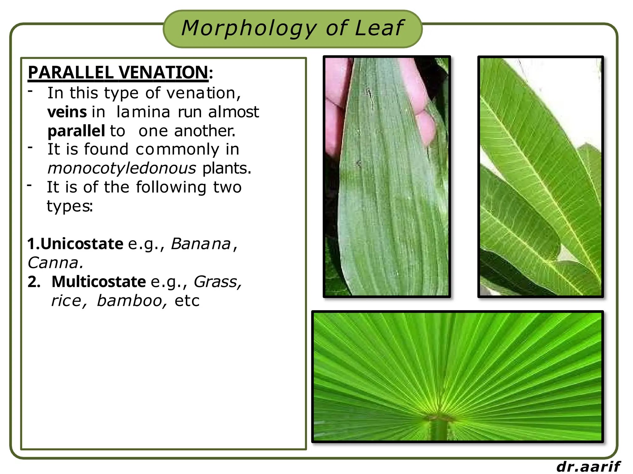 Morphology of flowering plants.pptx Biology | PPTX