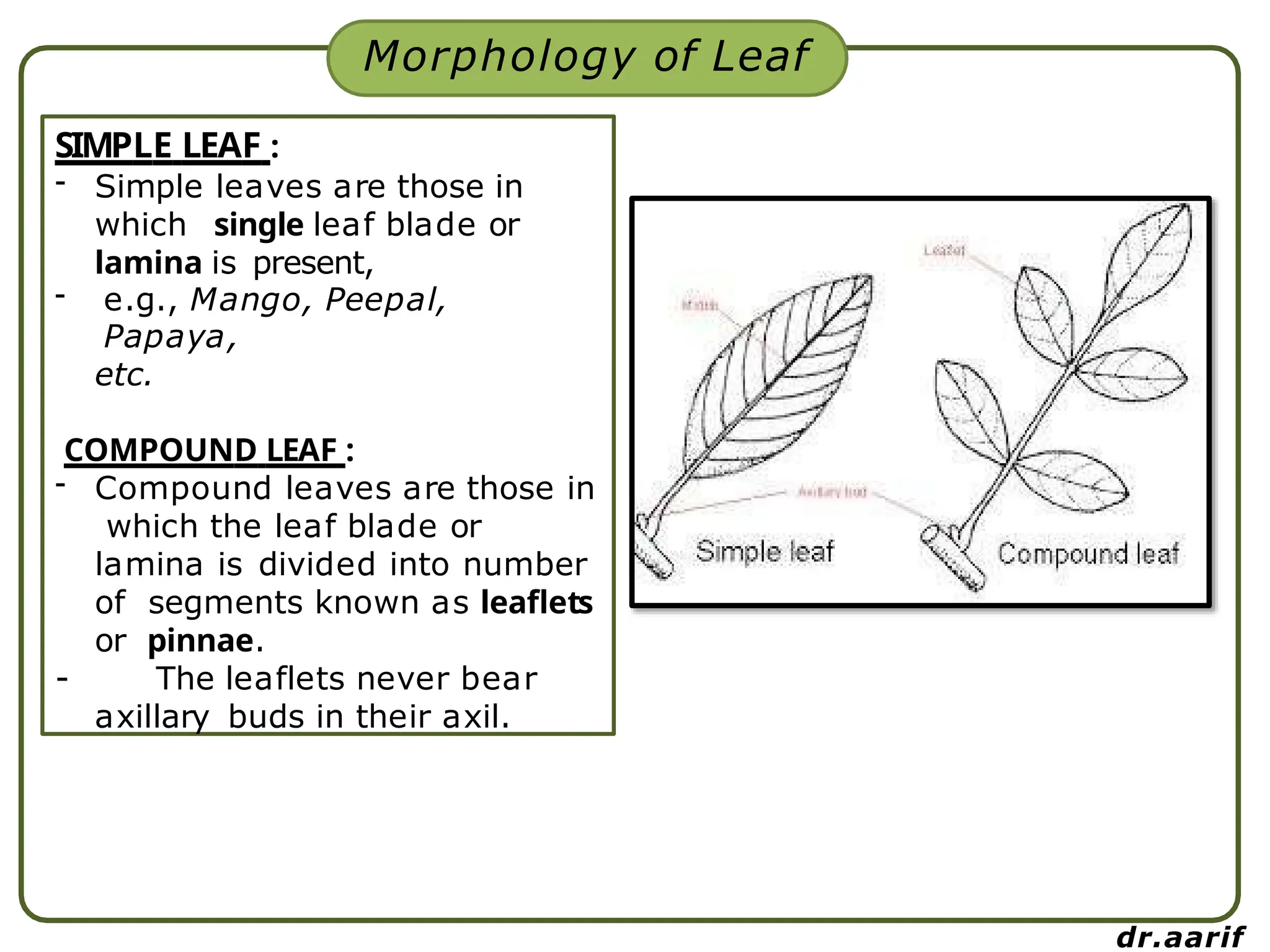 Morphology of flowering plants.pptx Biology | PPTX