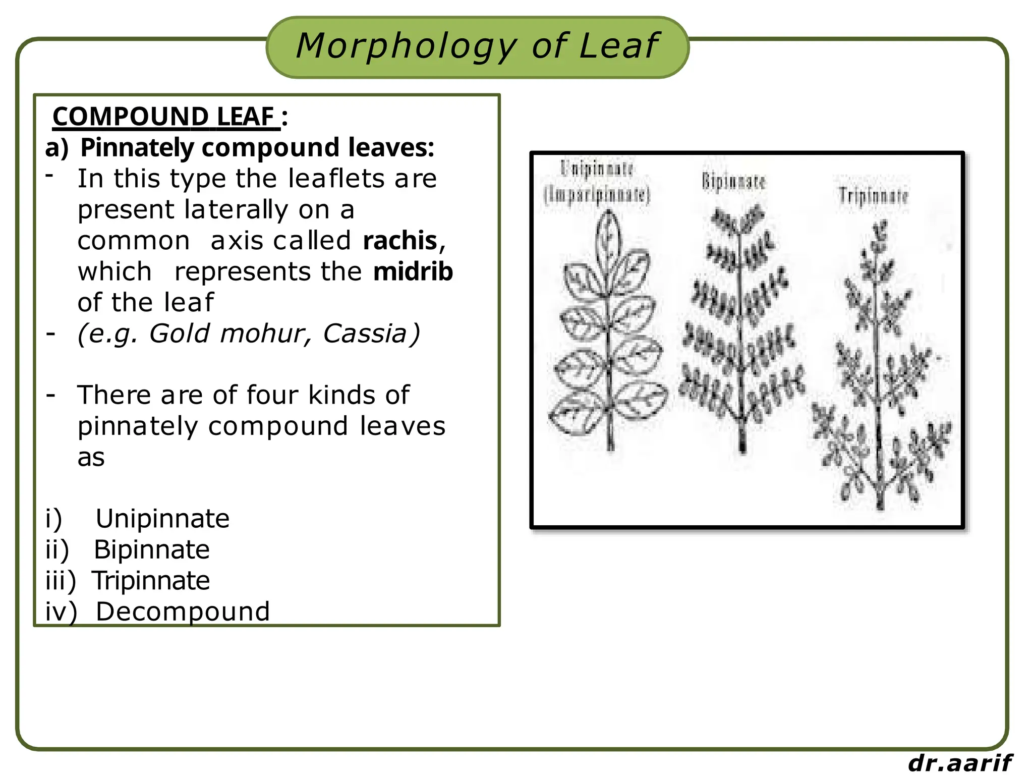 Morphology of flowering plants.pptx Biology | PPTX