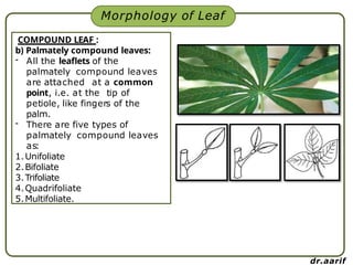 Morphology of flowering plants.pptx Biology | PPTX