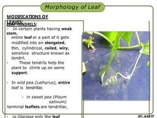 Morphology of flowering plants.pptx Biology | PPTX