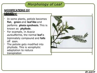Morphology of flowering plants.pptx Biology | PPTX