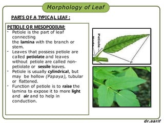 Morphology of flowering plants.pptx Biology | PPTX
