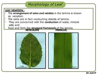 Morphology of flowering plants.pptx Biology | PPTX