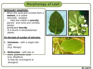 Morphology of flowering plants.pptx Biology | PPTX