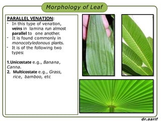 Morphology of flowering plants.pptx Biology | PPTX