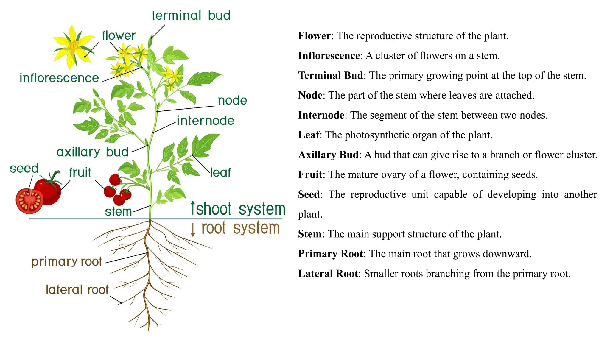Morphology of Flowering Plants NCERT.pdf