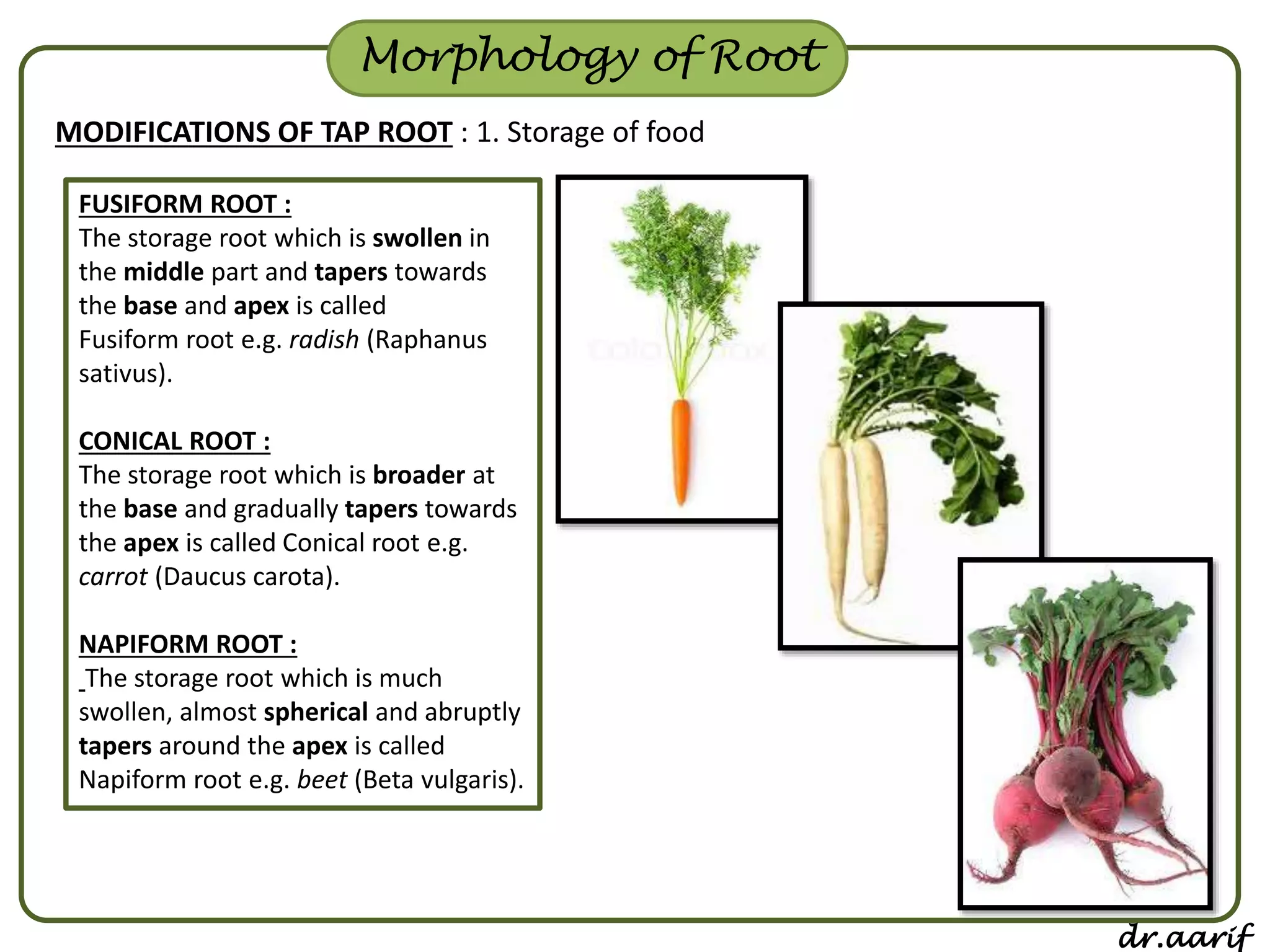 Morphology Of Flowering Plants | PDF