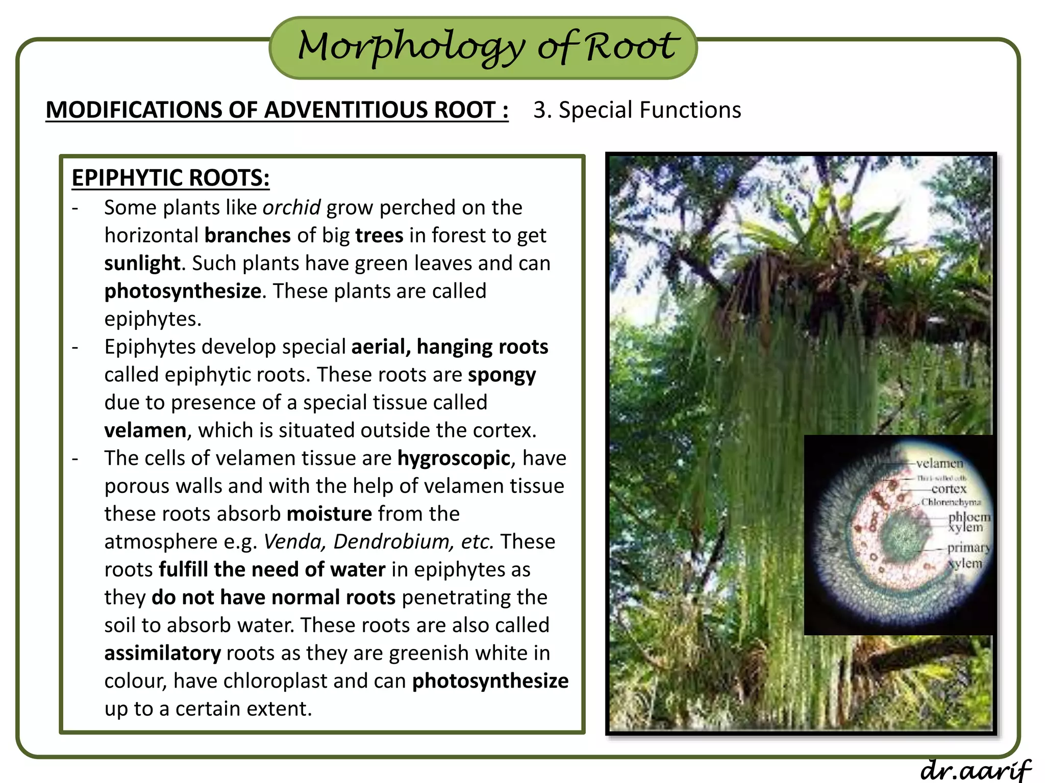 Morphology Of Flowering Plants | PDF