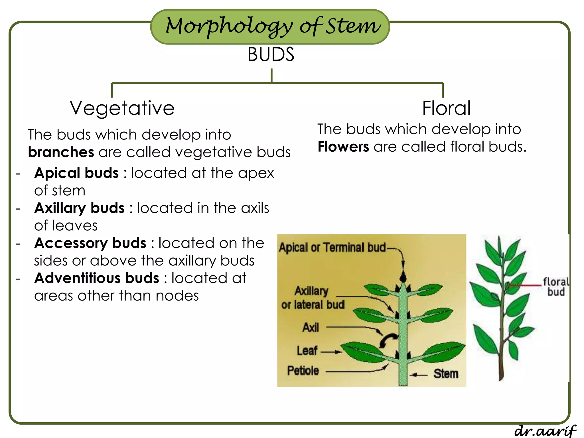 Morphology Of Flowering Plants | PDF