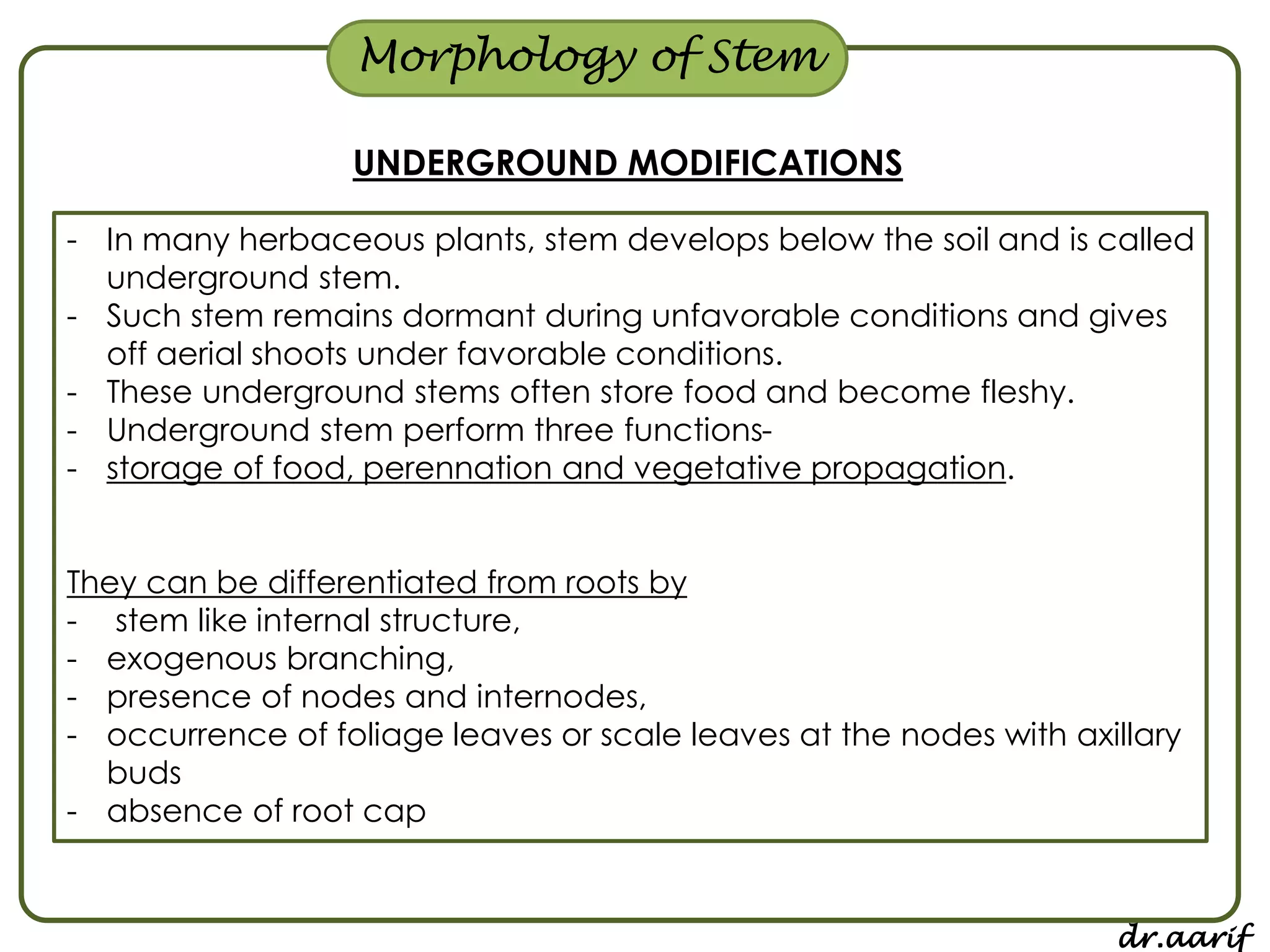 Morphology Of Flowering Plants | PDF