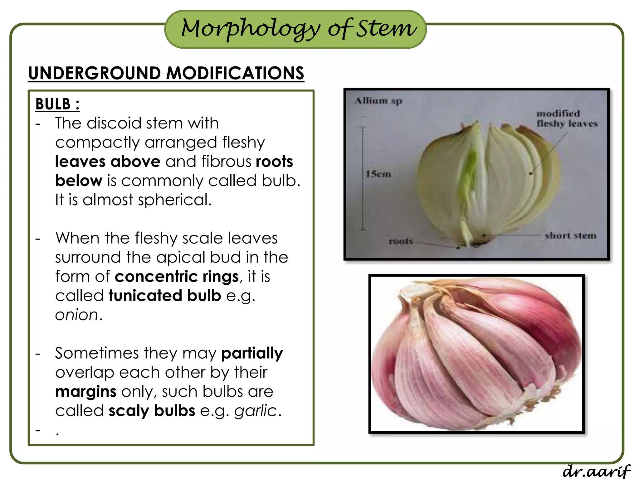 Morphology Of Flowering Plants | PDF