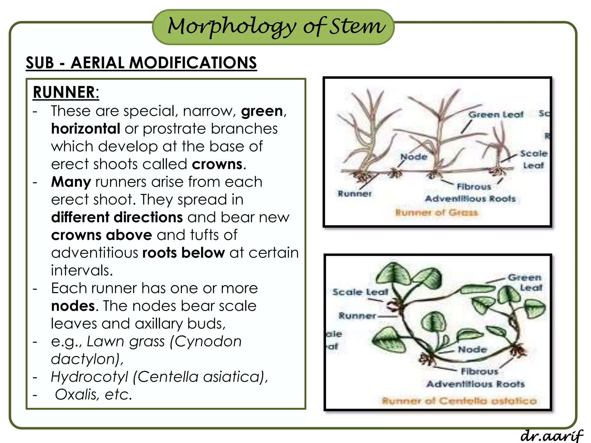 Morphology Of Flowering Plants | PDF