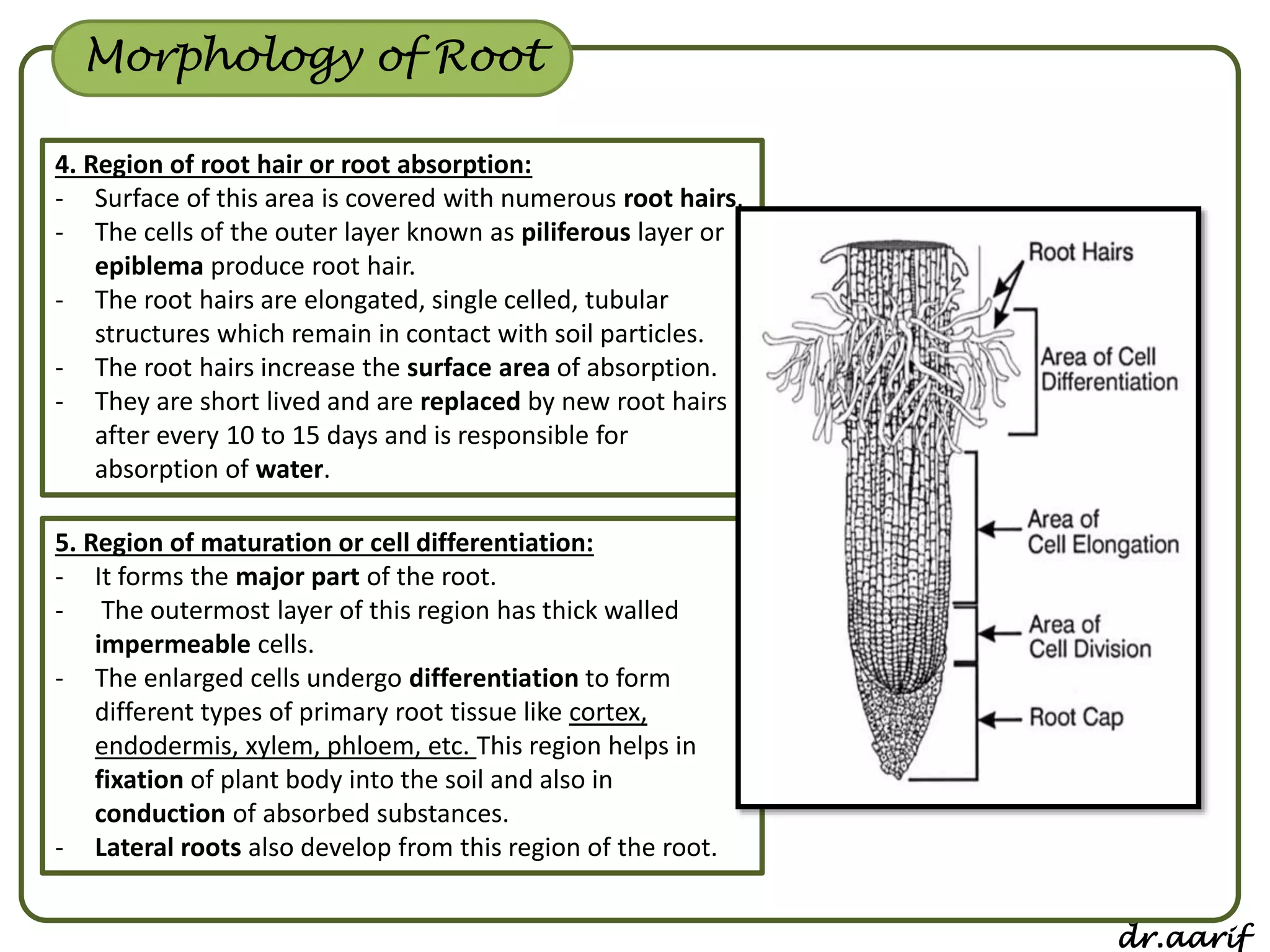 Morphology Of Flowering Plants | PDF