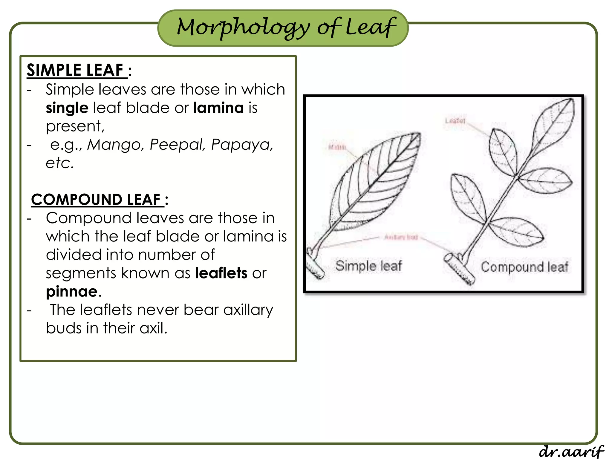 Morphology Of Flowering Plants | PDF