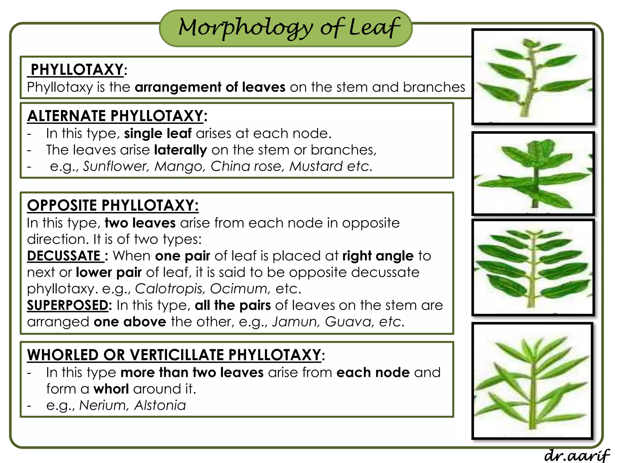 Morphology Of Flowering Plants | PDF
