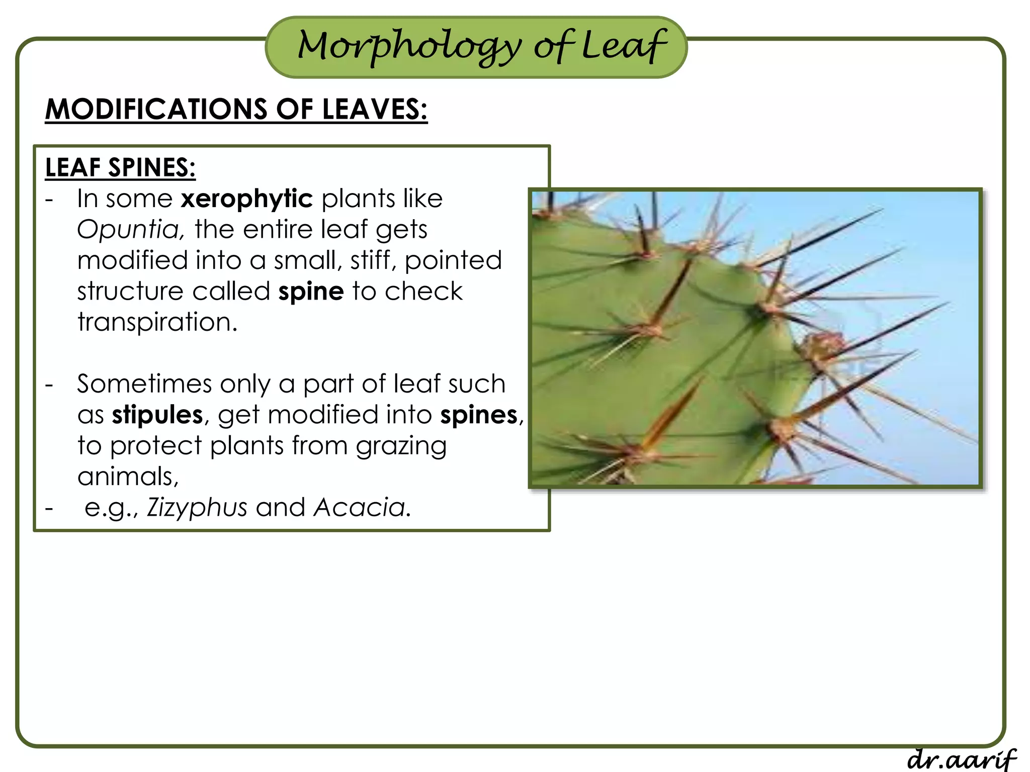 Morphology Of Flowering Plants | PDF