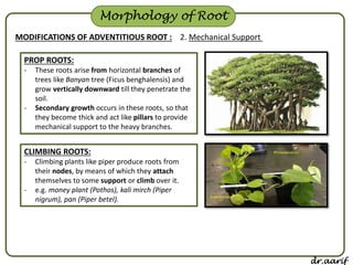 Morphology Of Flowering Plants | PDF