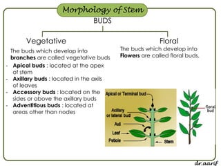 Morphology Of Flowering Plants | PDF