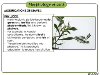 Morphology Of Flowering Plants | PDF