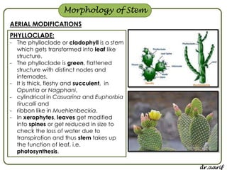 Phyllode Opuntia