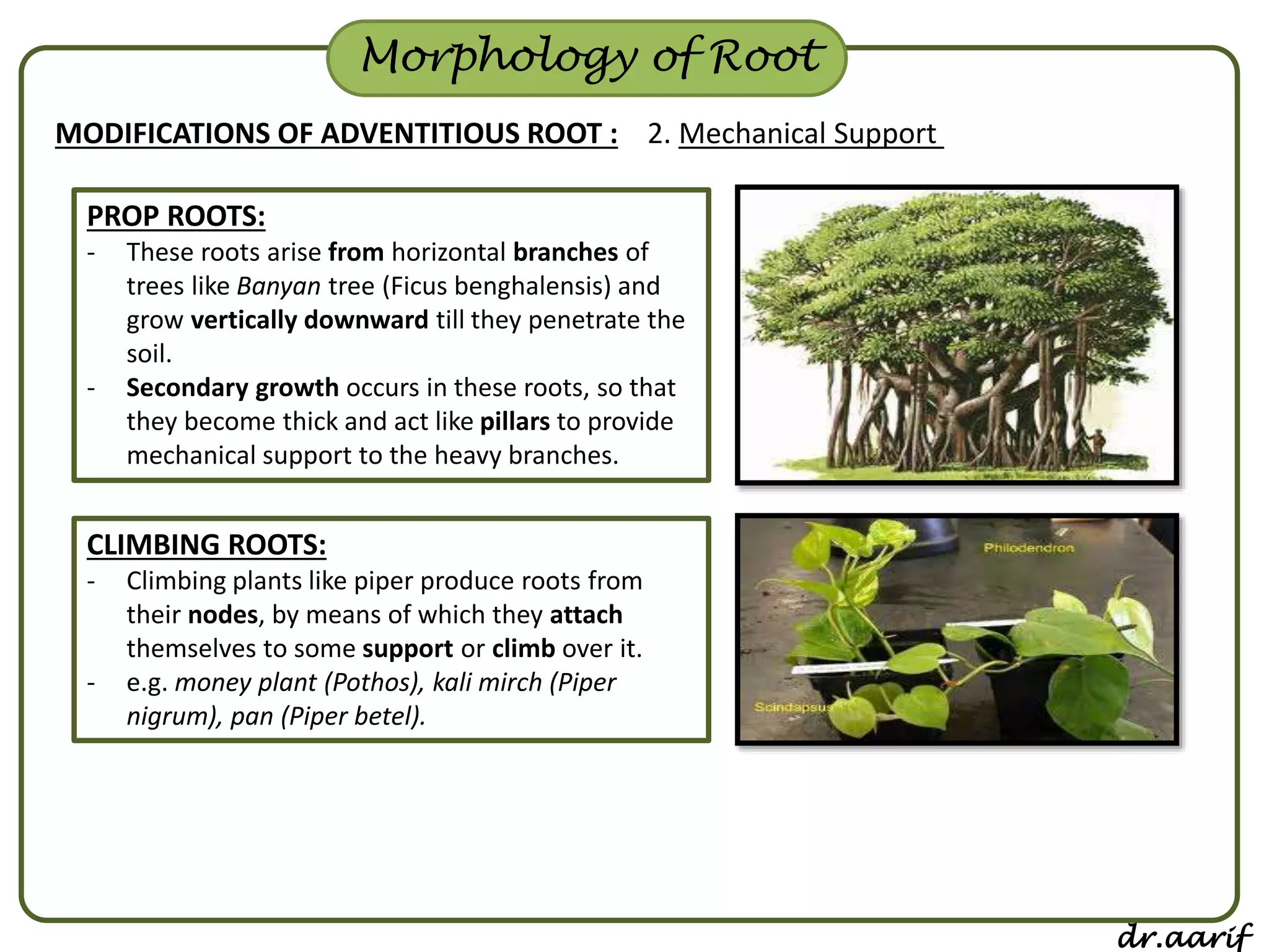 Morphology of flowering plants - I (root, stem & leaf) | PPSX